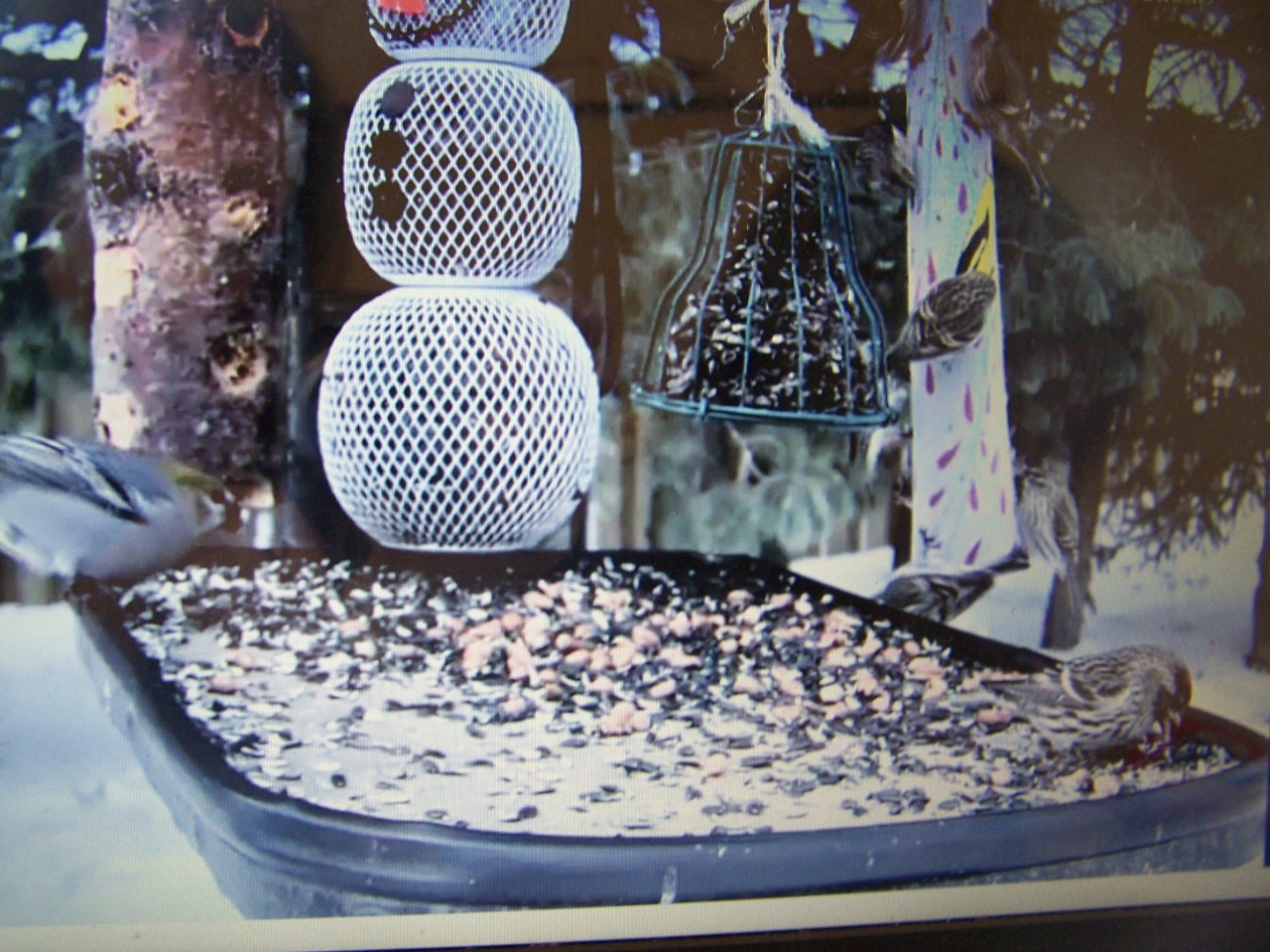 Bird themed activities for kids! (Free Printouts) – Mom on the go in ...