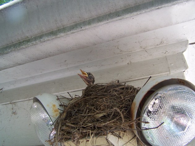 Bird themed activities for kids! (Free Printouts) – Mom on the go in ...