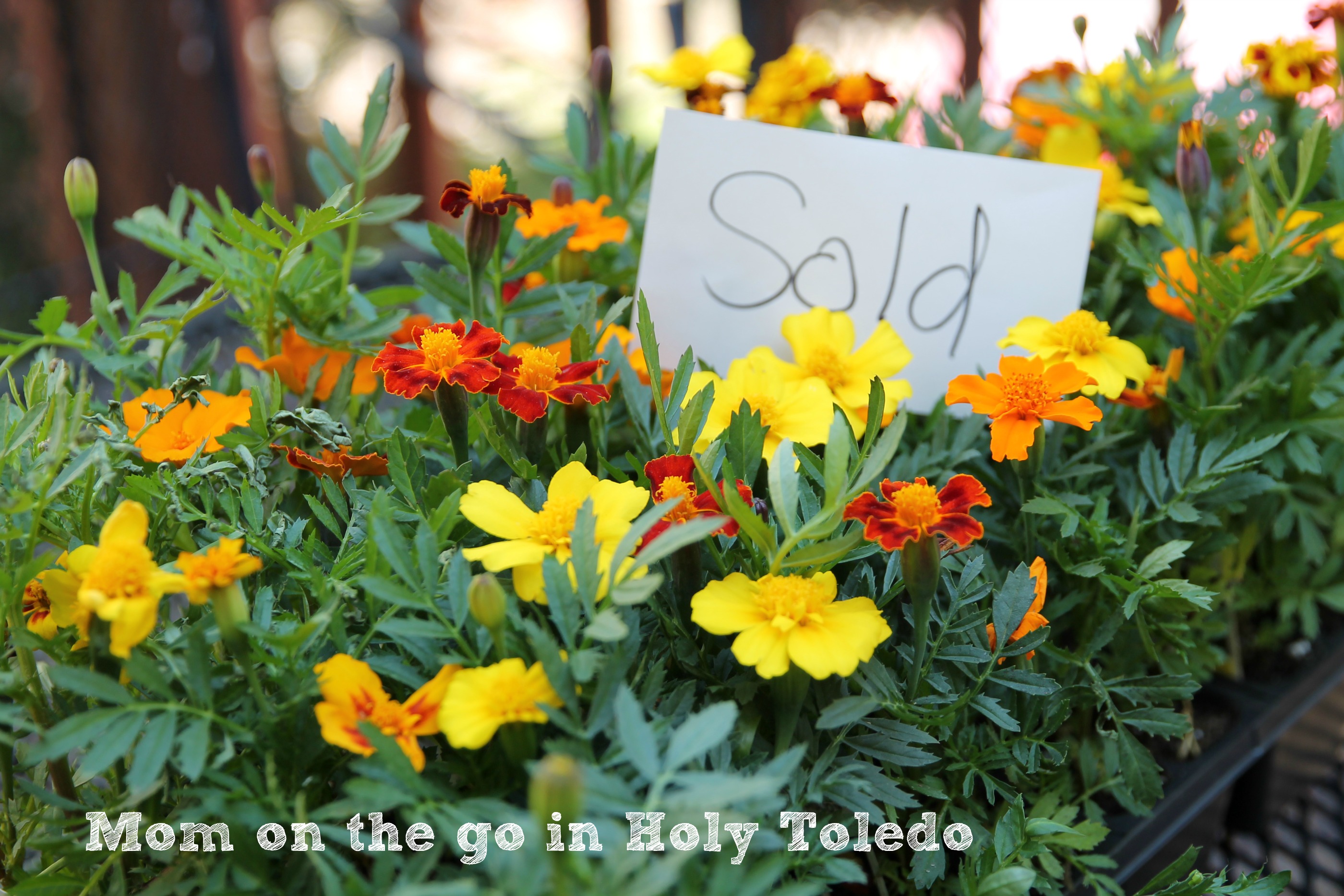 Flower Power at the Farmers Market!! – Mom on the go in Holy Toledo
