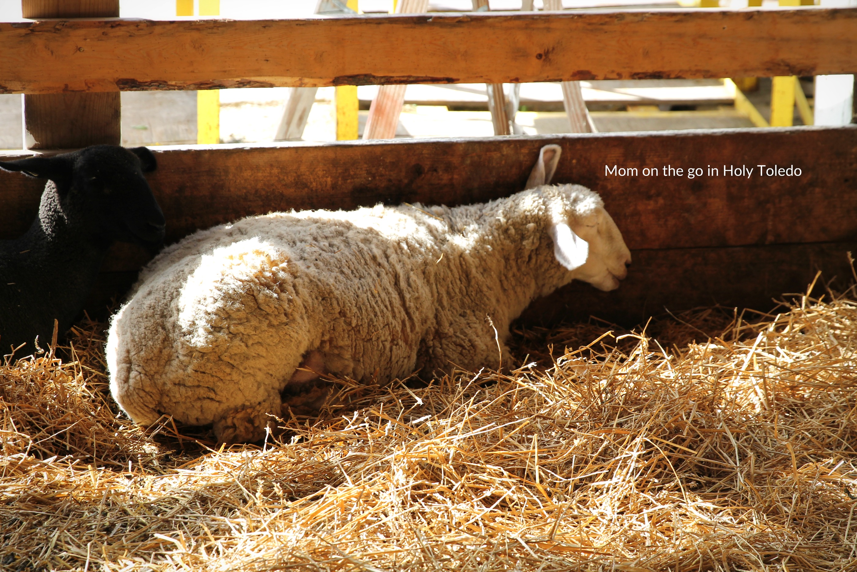 Best FREE Farm Experience! – Mom on the go in Holy Toledo