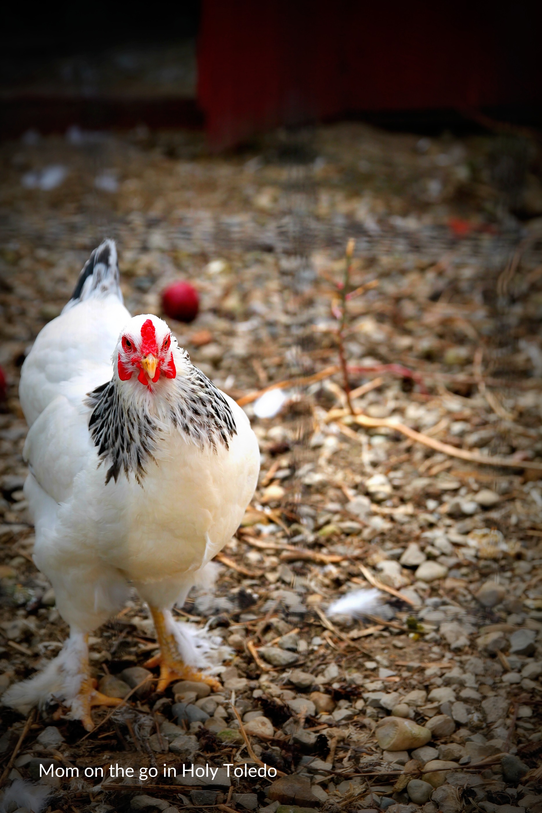 Best FREE Farm Experience! – Mom on the go in Holy Toledo